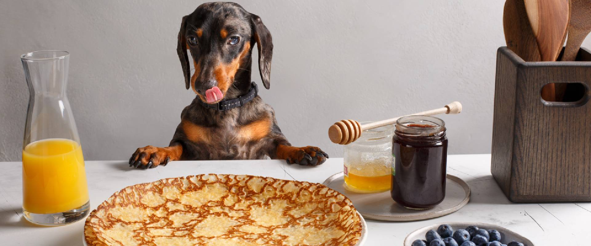 Dog Pancake Recipes | TrustedHousesitters.com