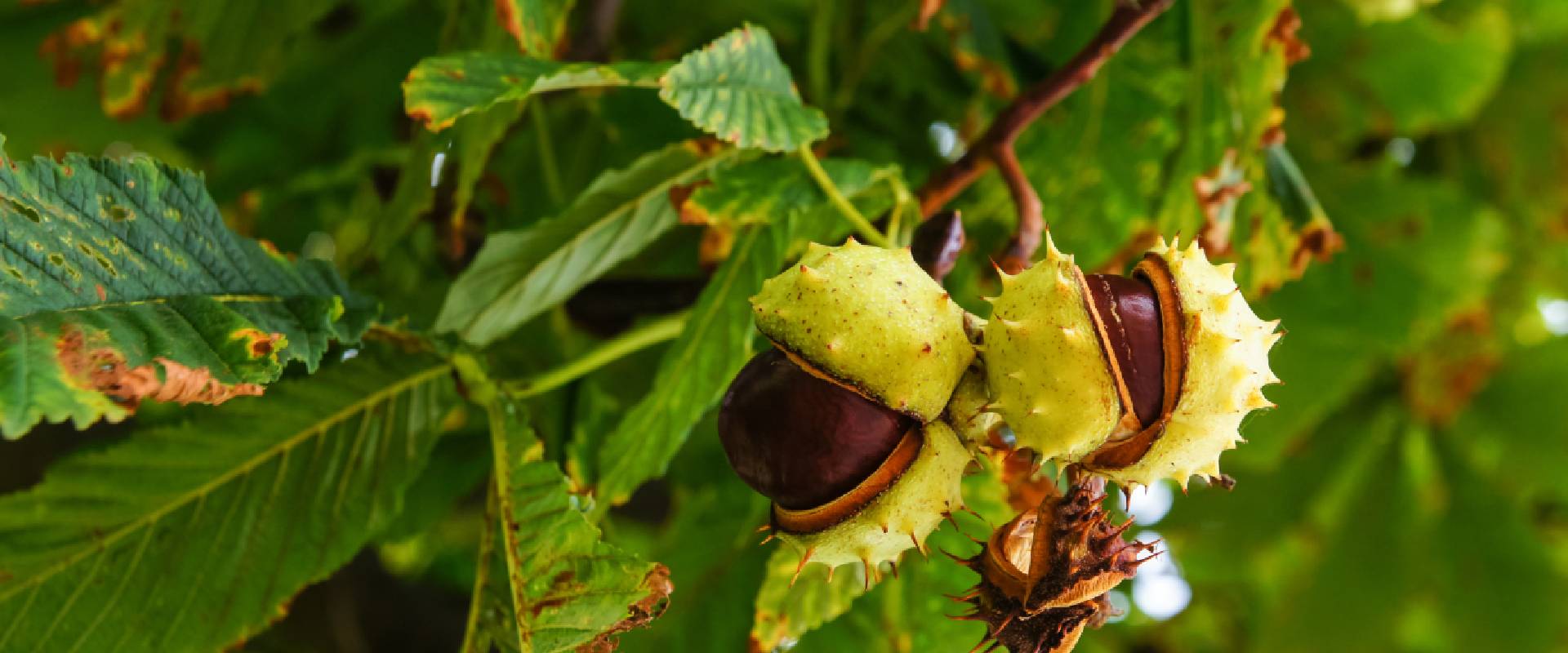 Are Horse Chestnuts Poisonous to Dogs? | TrustedHousesitters.com