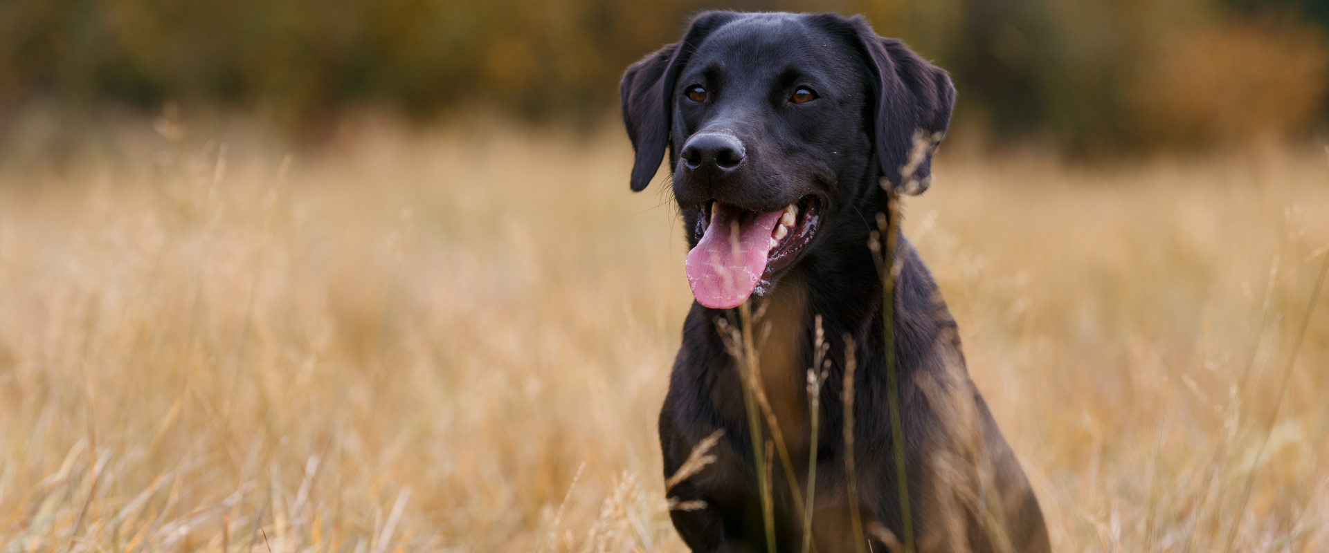 Naming your new best friend: 90 dog names that start with N ...