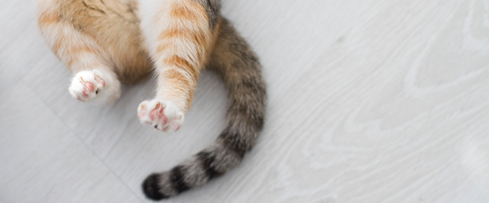 Why do cats have tails? The tell-tail truths and facts ...