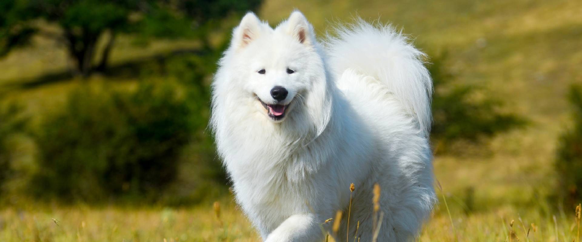 Dogs That Look Like Foxes | TrustedHousesitters.com