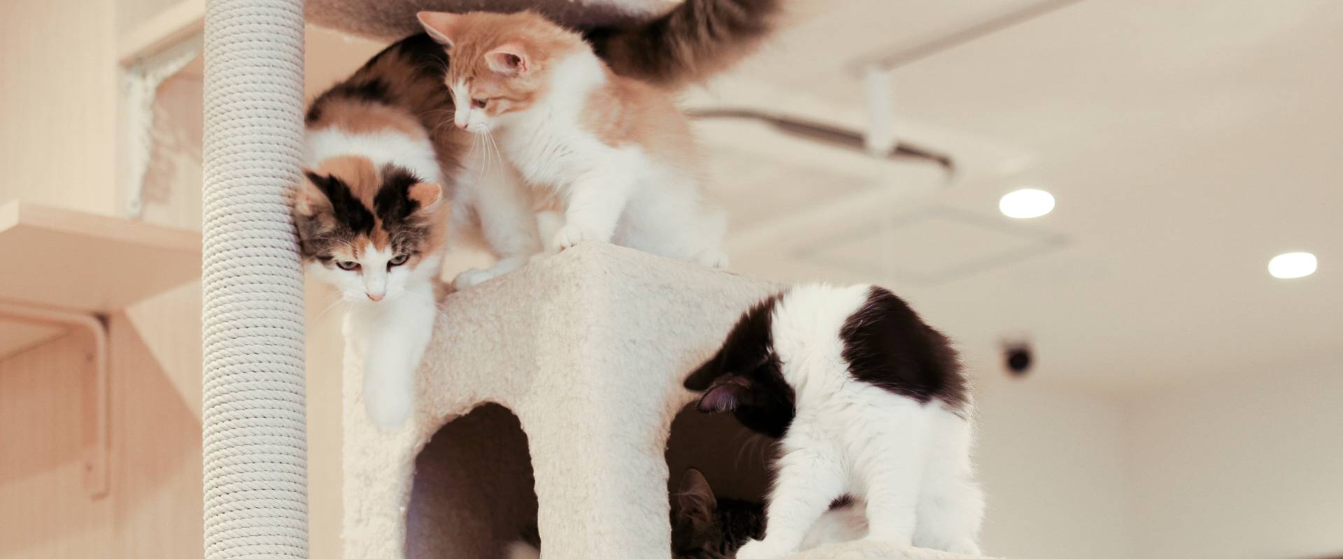 Multi-Cat Households: Care Tips and Common Issues | TrustedHousesitters.com