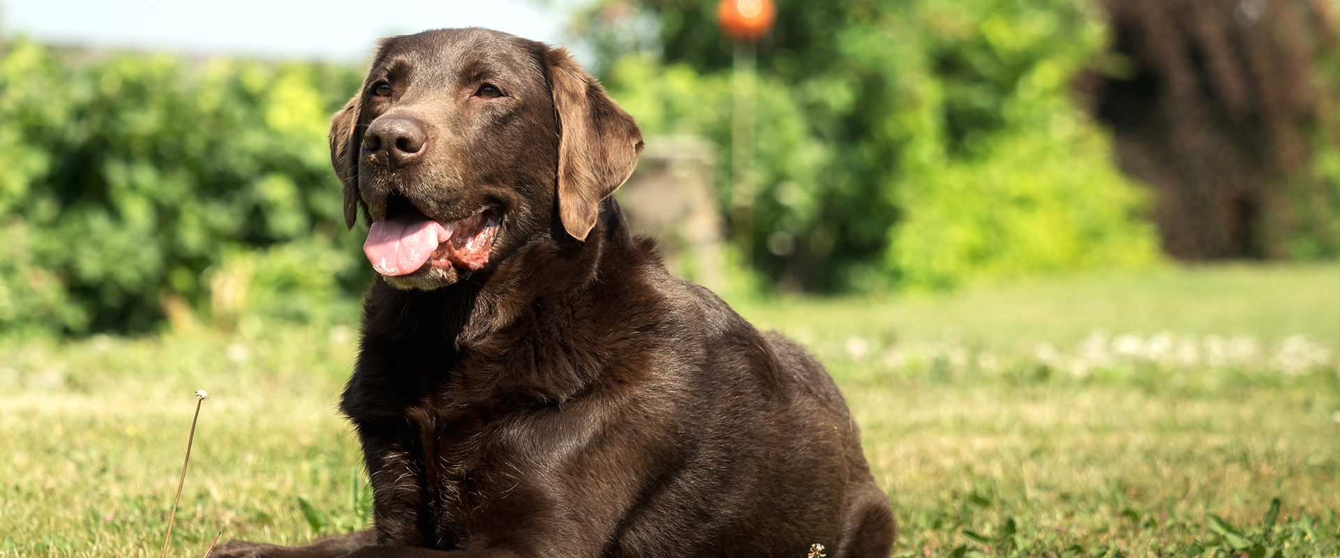 150+ Cute Labrador Retriever Names | TrustedHousesitters.com