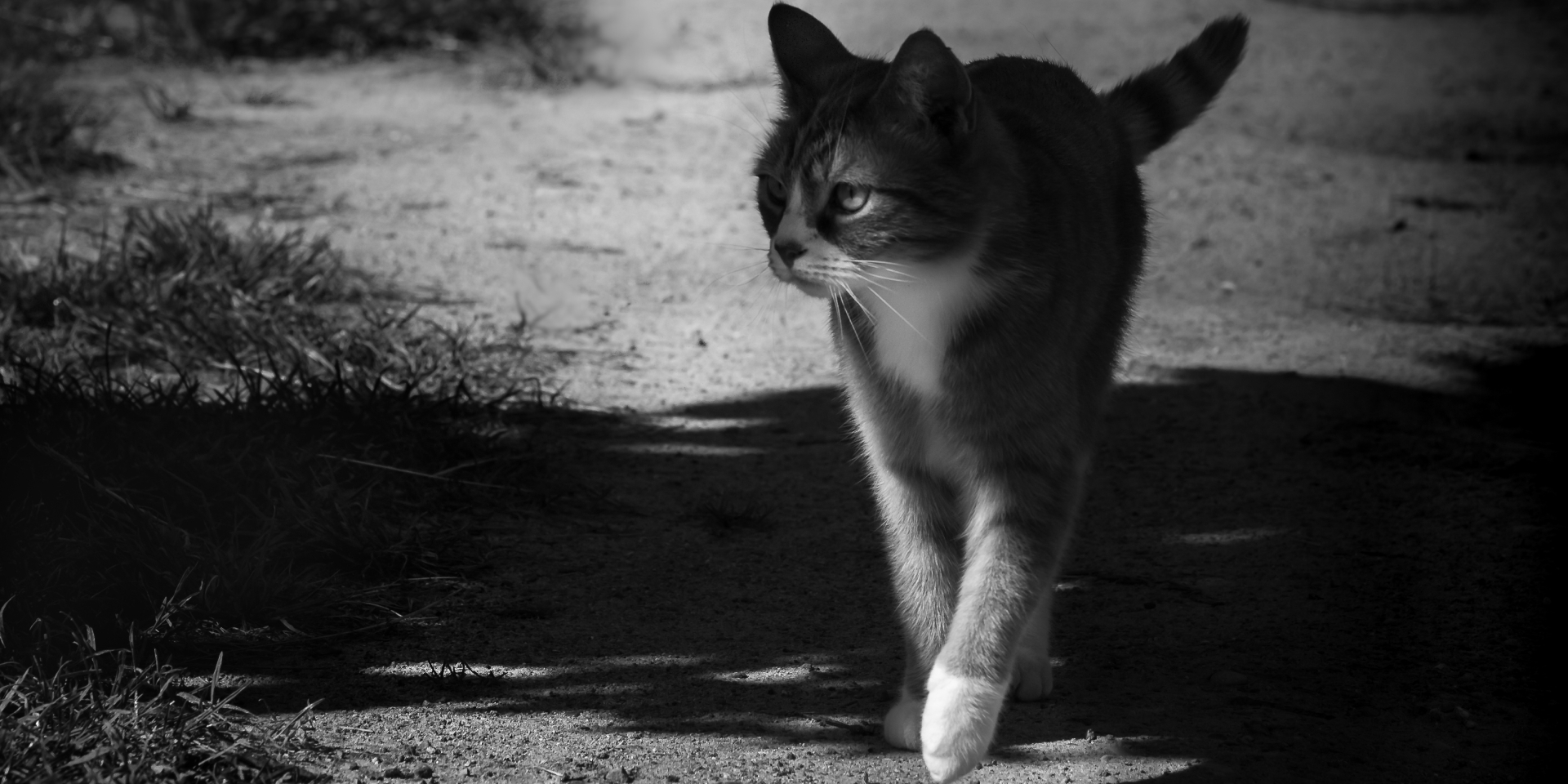 Badass Cat Names | TrustedHousesitters.com