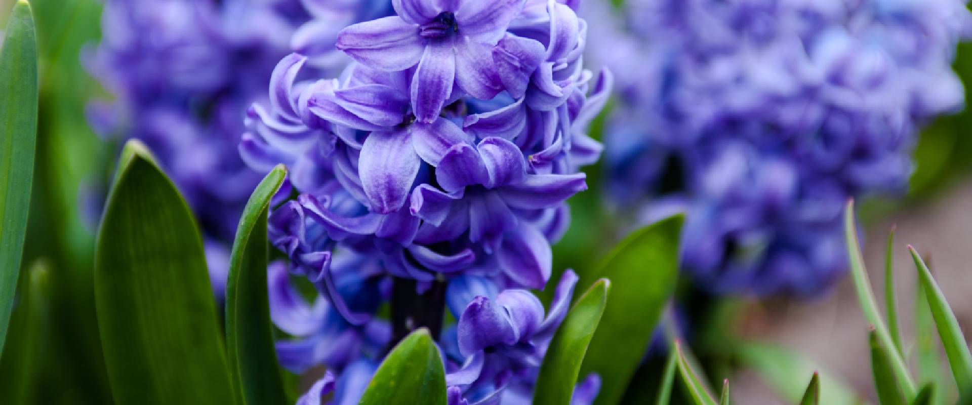 Are Hyacinths Poisonous to Dogs? | TrustedHousesitters.com