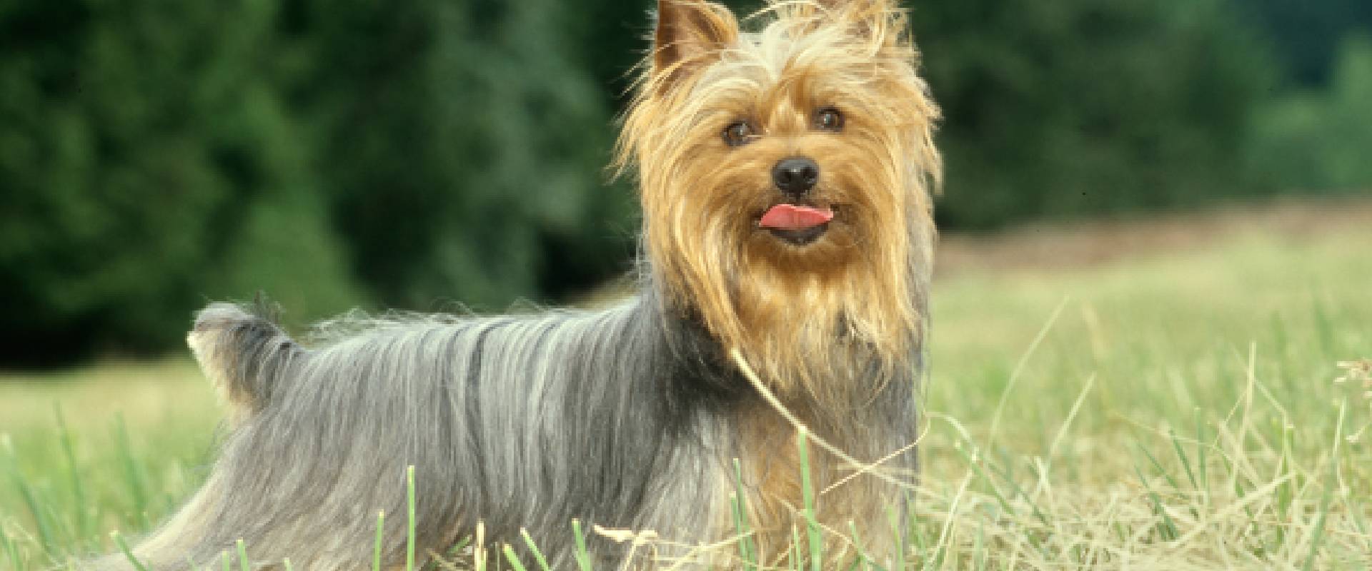 Australian Silky Terrier vs. Yorkie: What’s the Difference ...
