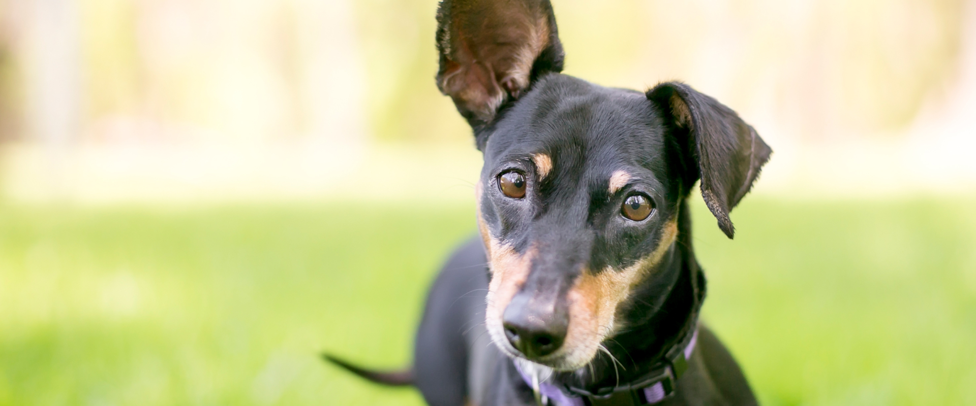 200+ Food Names for Dogs | TrustedHousesitters.com