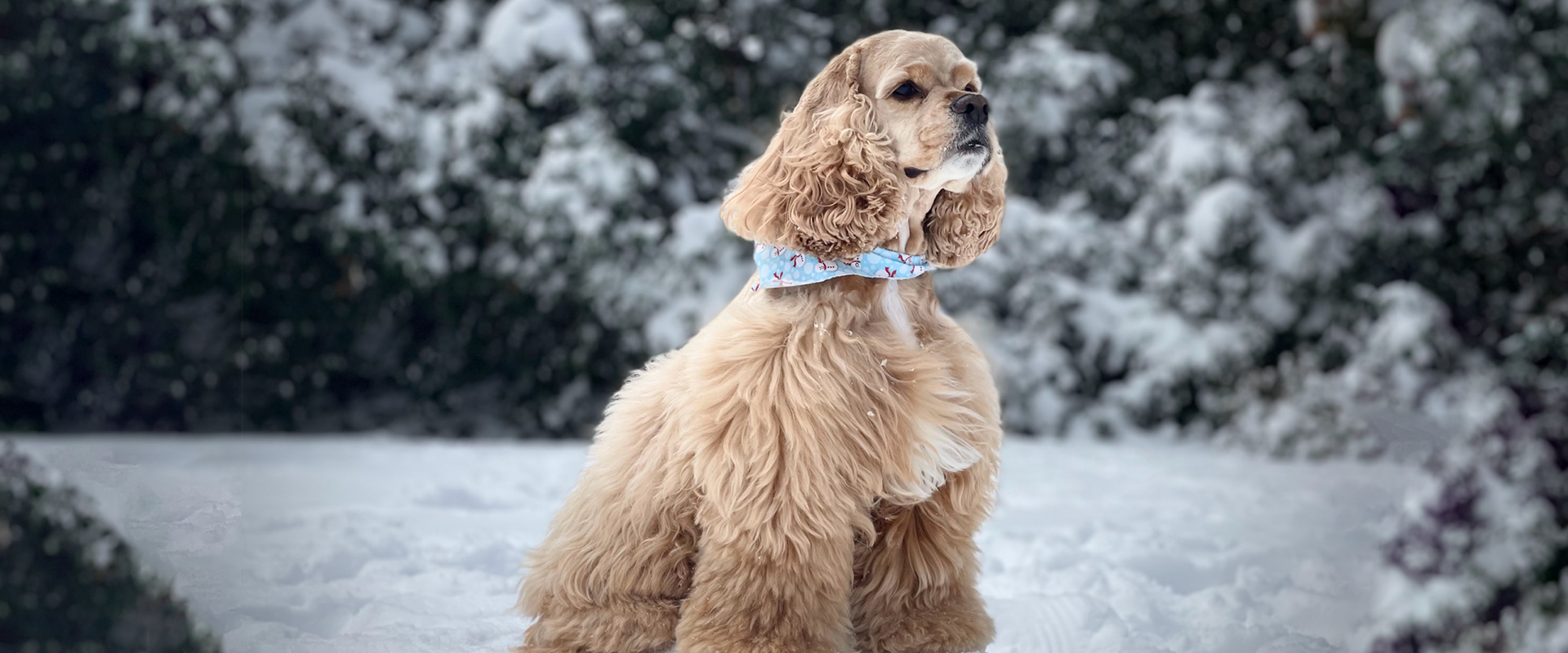 9 Top Cocker Spaniel Haircuts | TrustedHousesitters.com