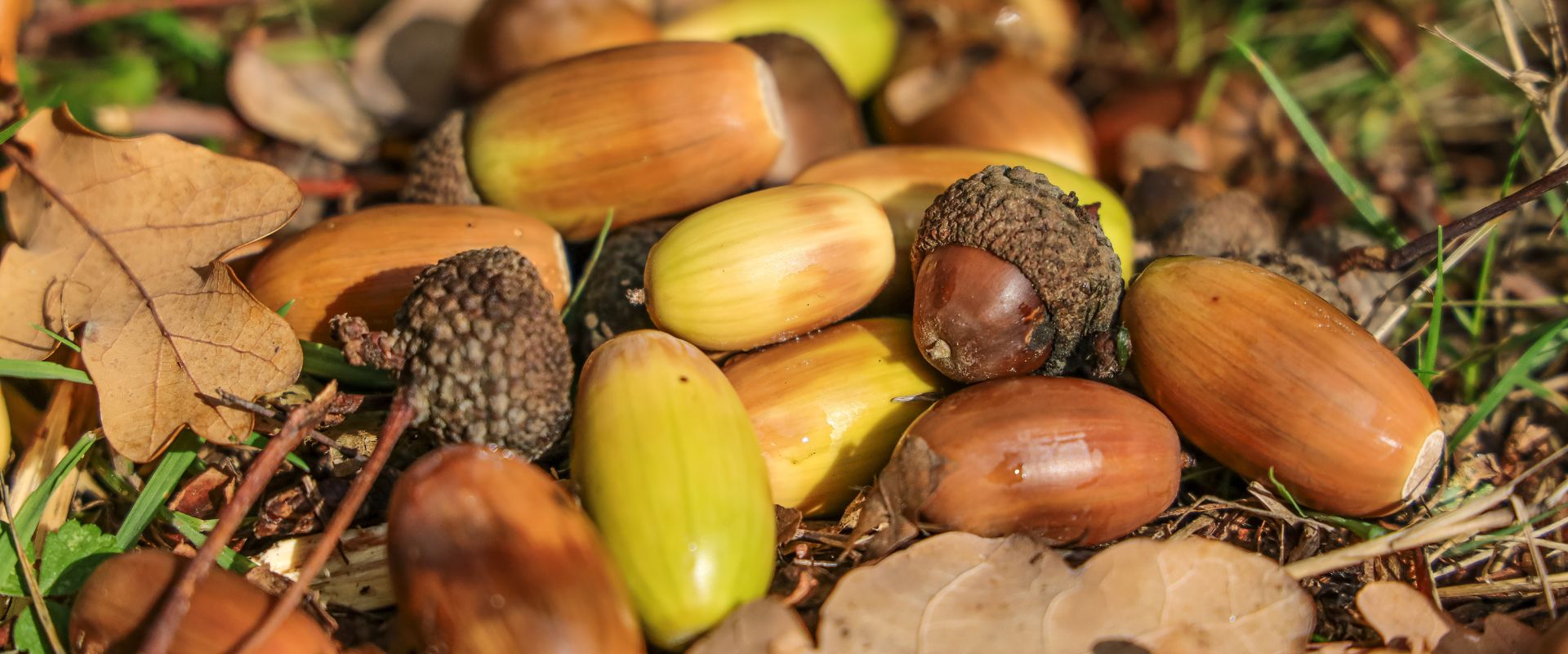 Can Dogs Eat Acorns? | TrustedHousesitters.com