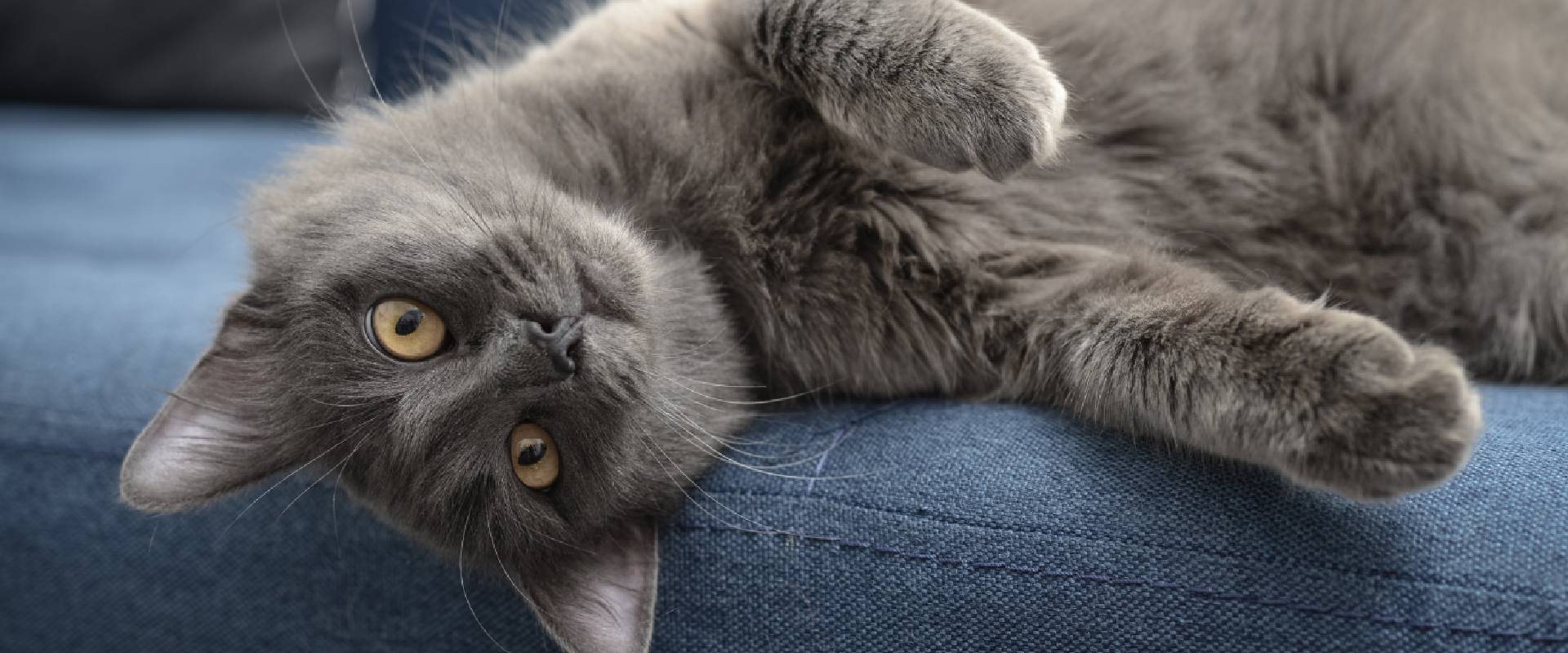 Gray Cat Breeds | TrustedHousesitters.com