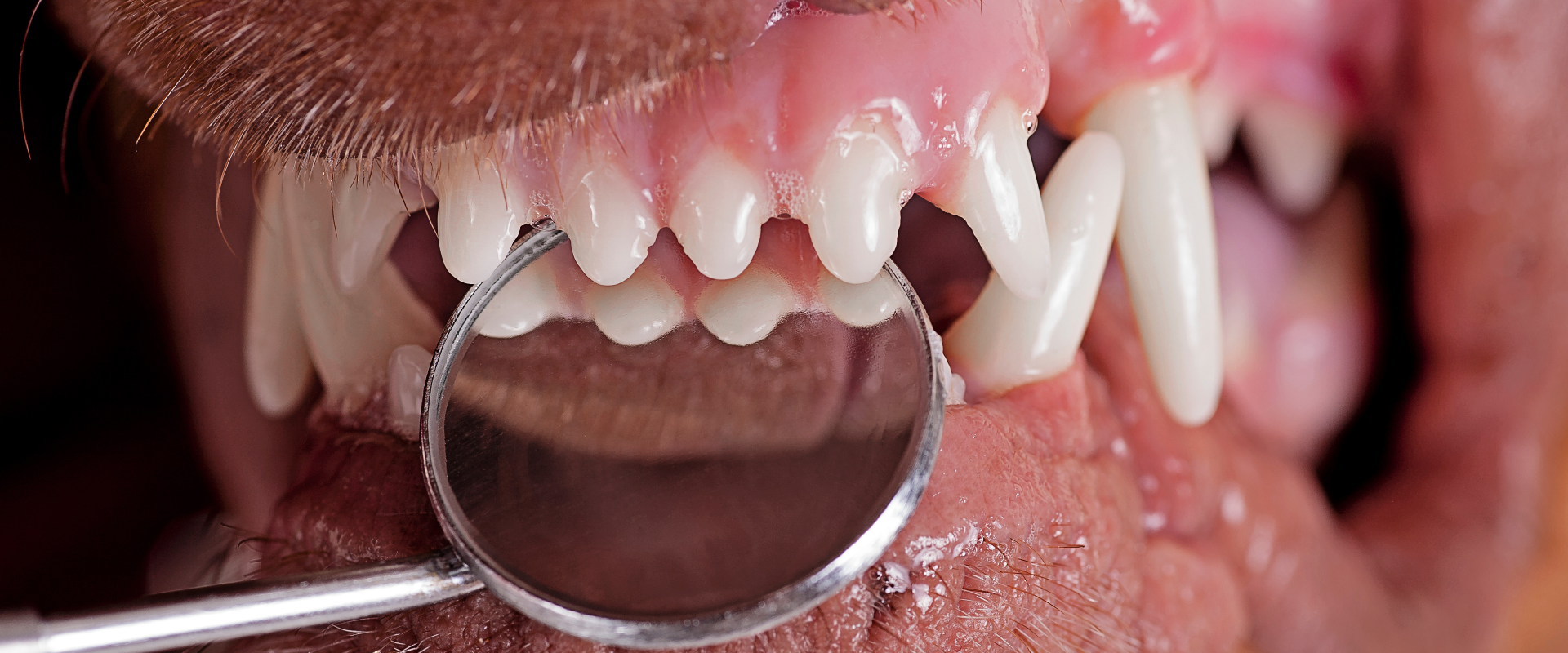 Dog dental care and healthy dog teeth tips | TrustedHousesitters.com