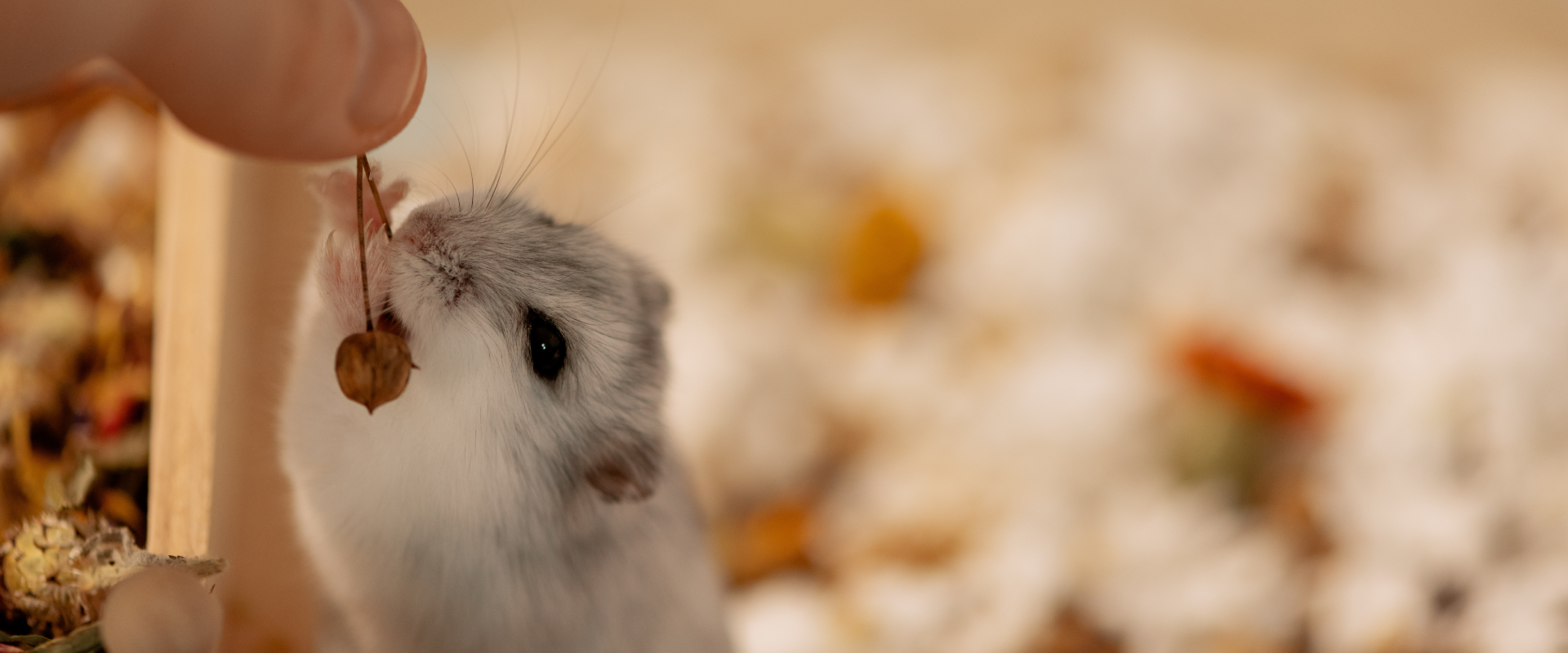 A Guide to Pet Sitting for Ferrets and Rodents | TrustedHousesitters.com