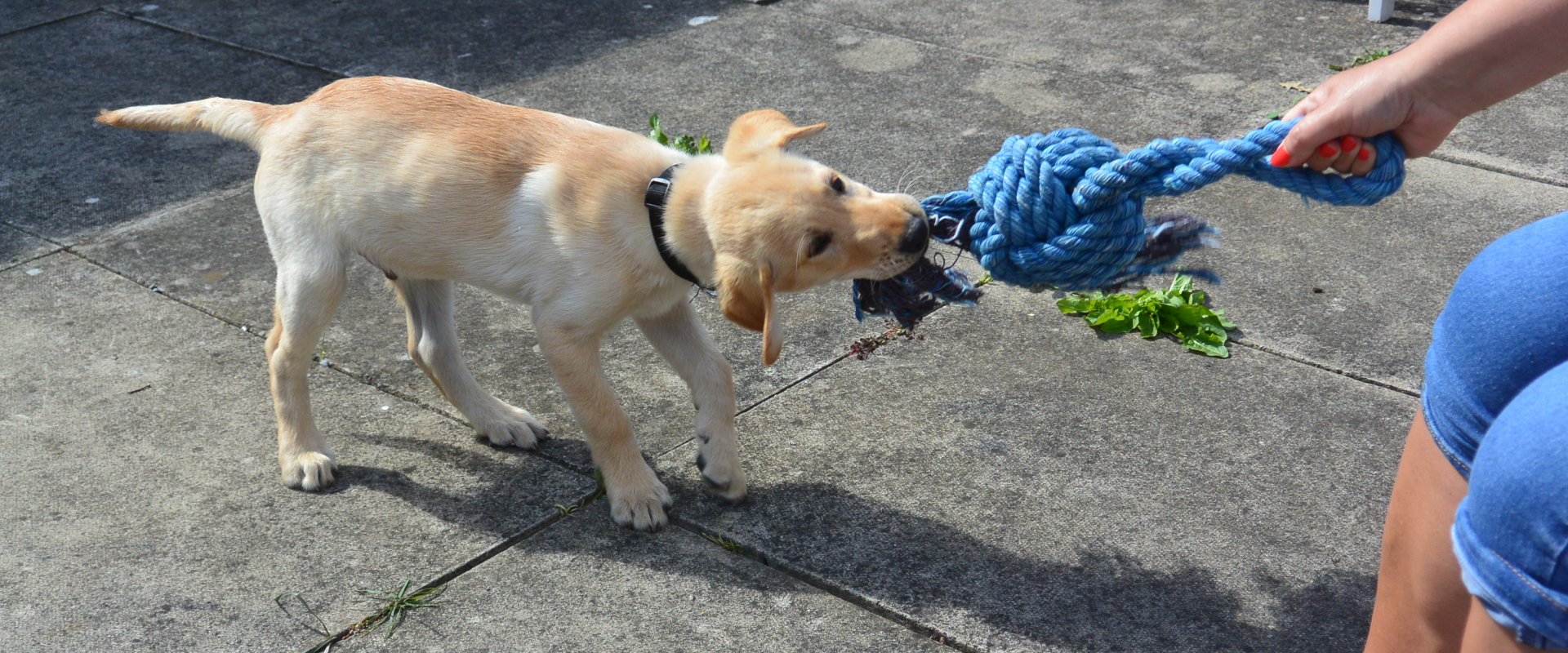 10 Doggy Games for Pawsome Playtime | TrustedHousesitters.com