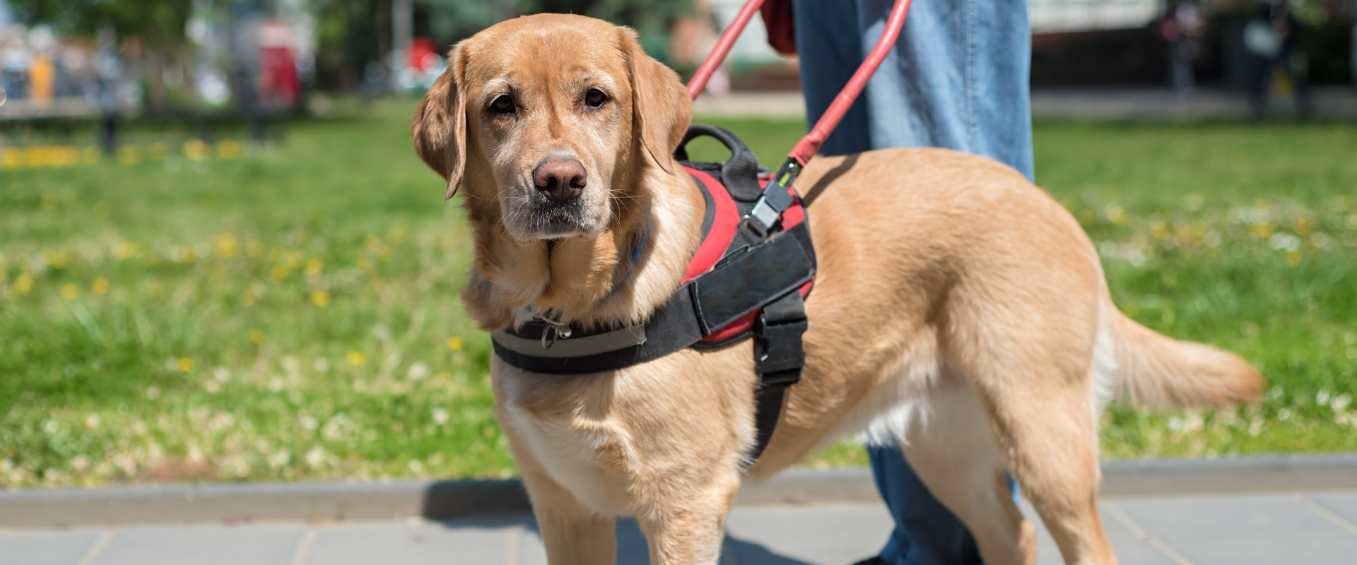 The most friendly dog cities in the world | TrustedHousesitters.com