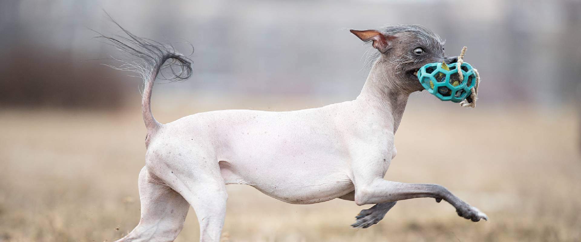 Xoloitzcuintli Forum Aztec Xolo Dog Greeting Card By Nikolay Todorov