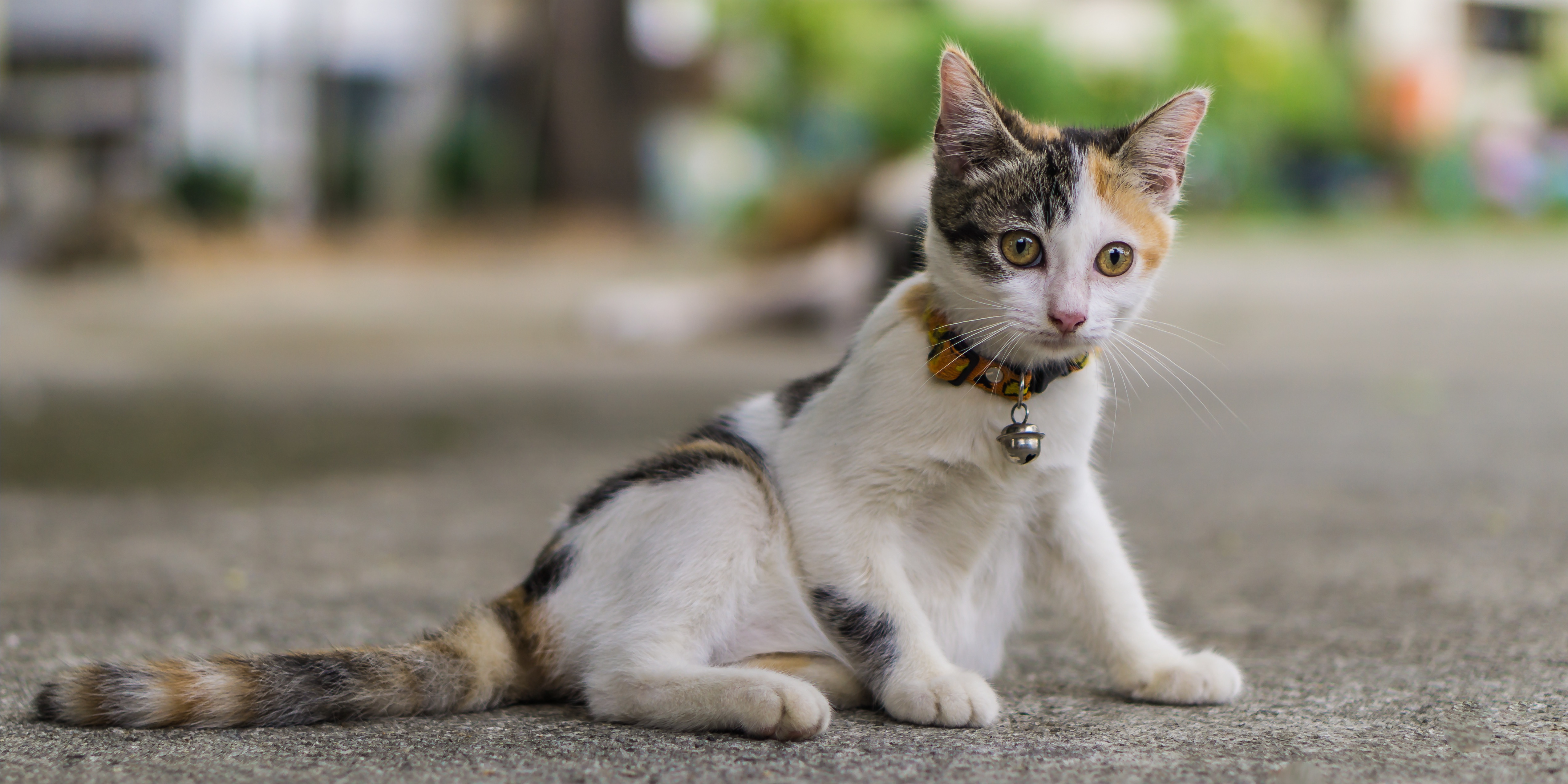 Calico Cat Names | TrustedHousesitters.com