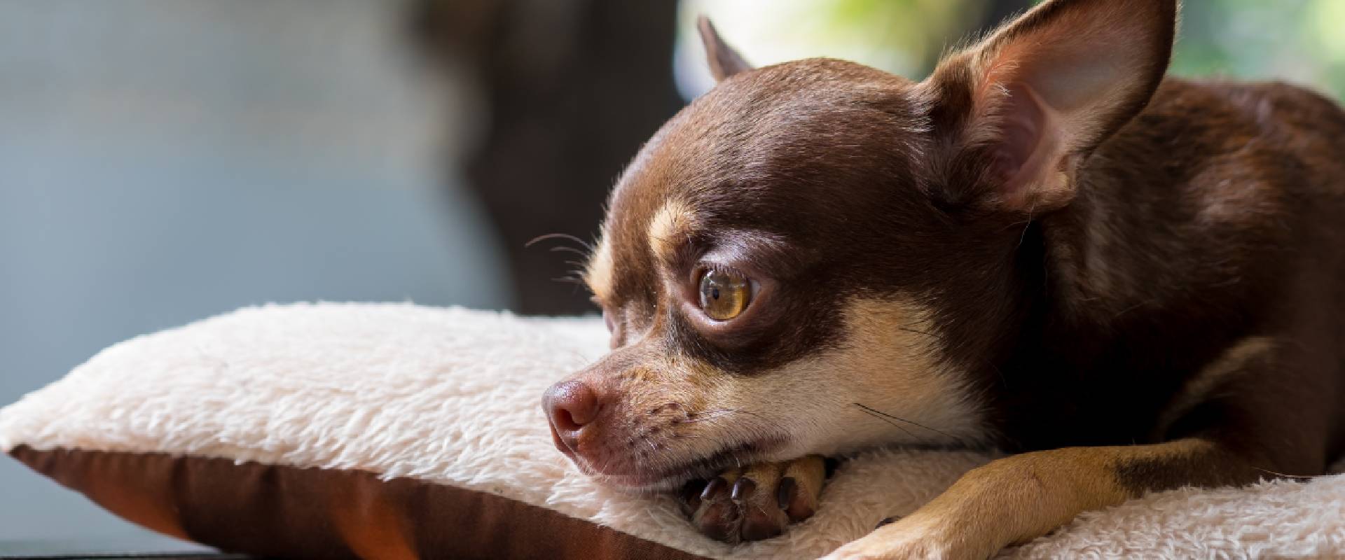 Down Syndrome in Dogs | TrustedHousesitters.com