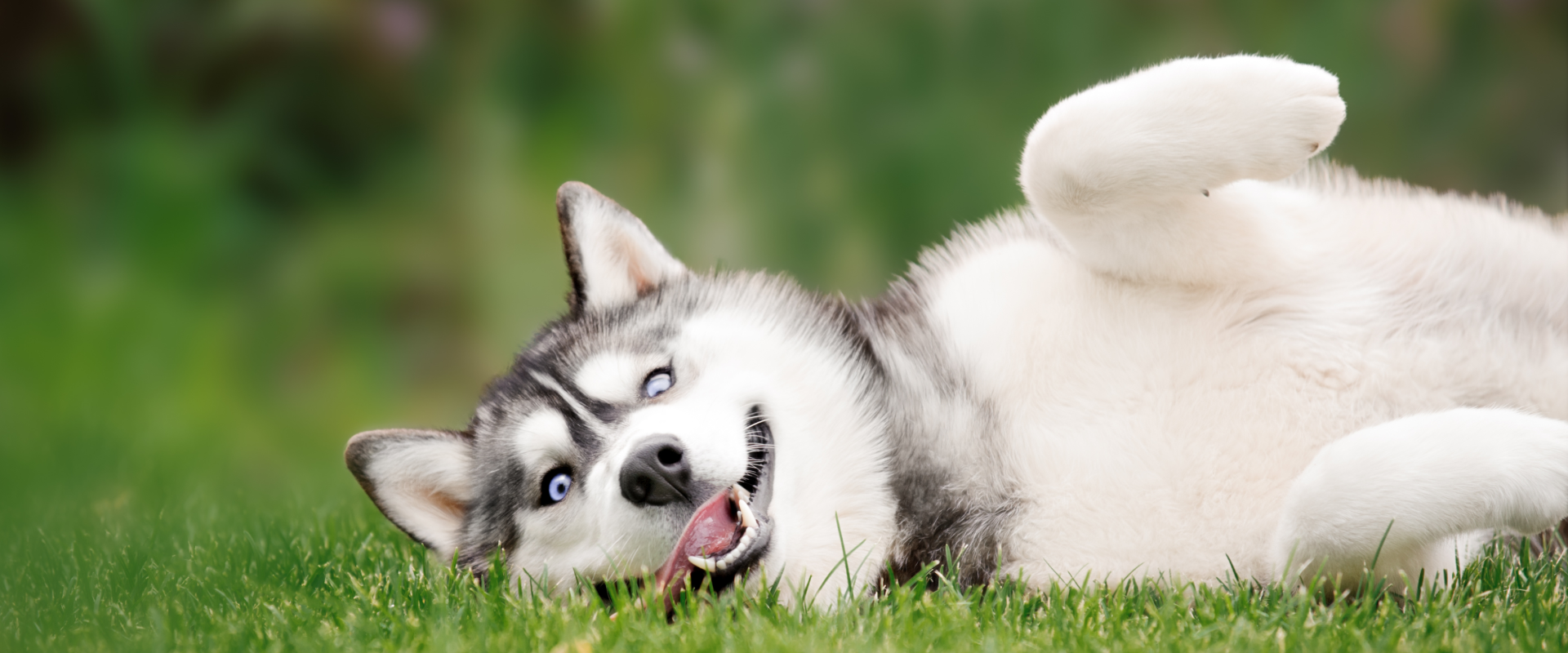 Funny Dog Names | TrustedHousesitters.com