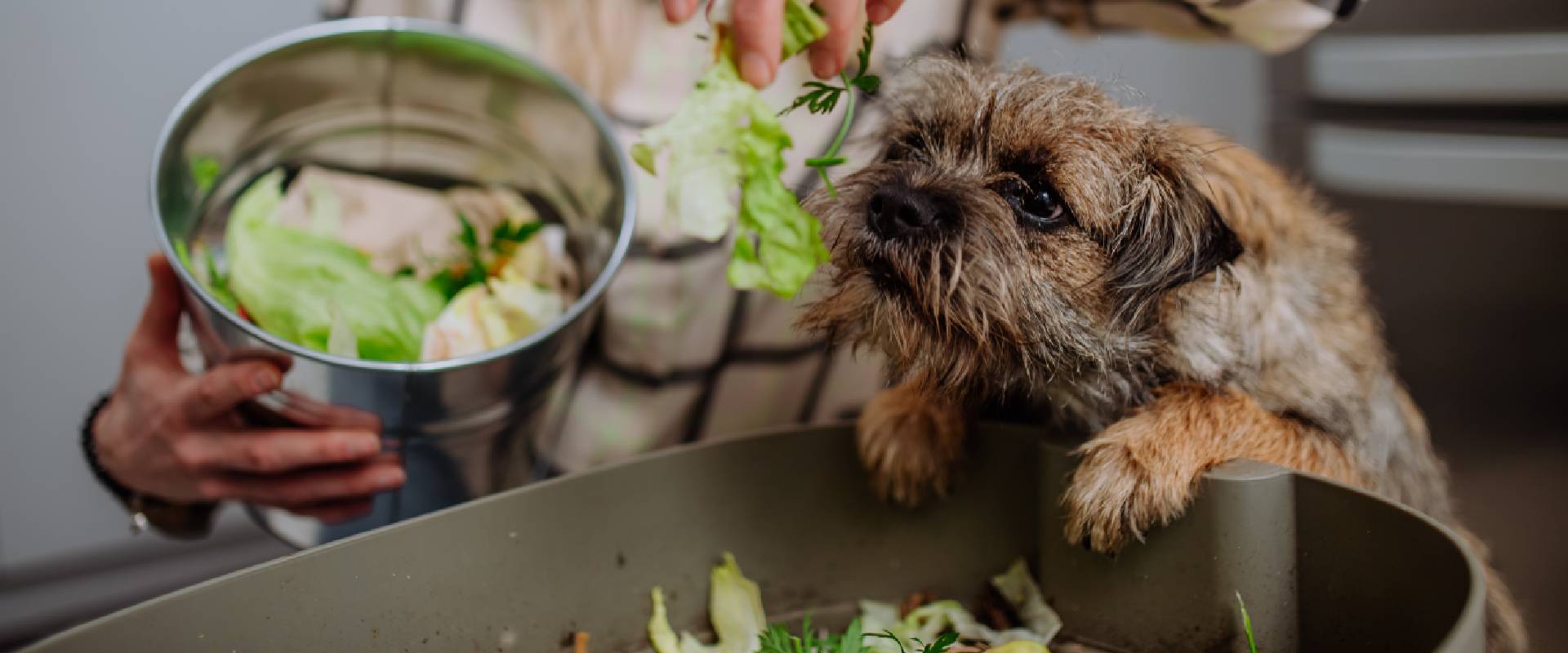 Is Compost Poisonous to Dogs? | TrustedHousesitters.com
