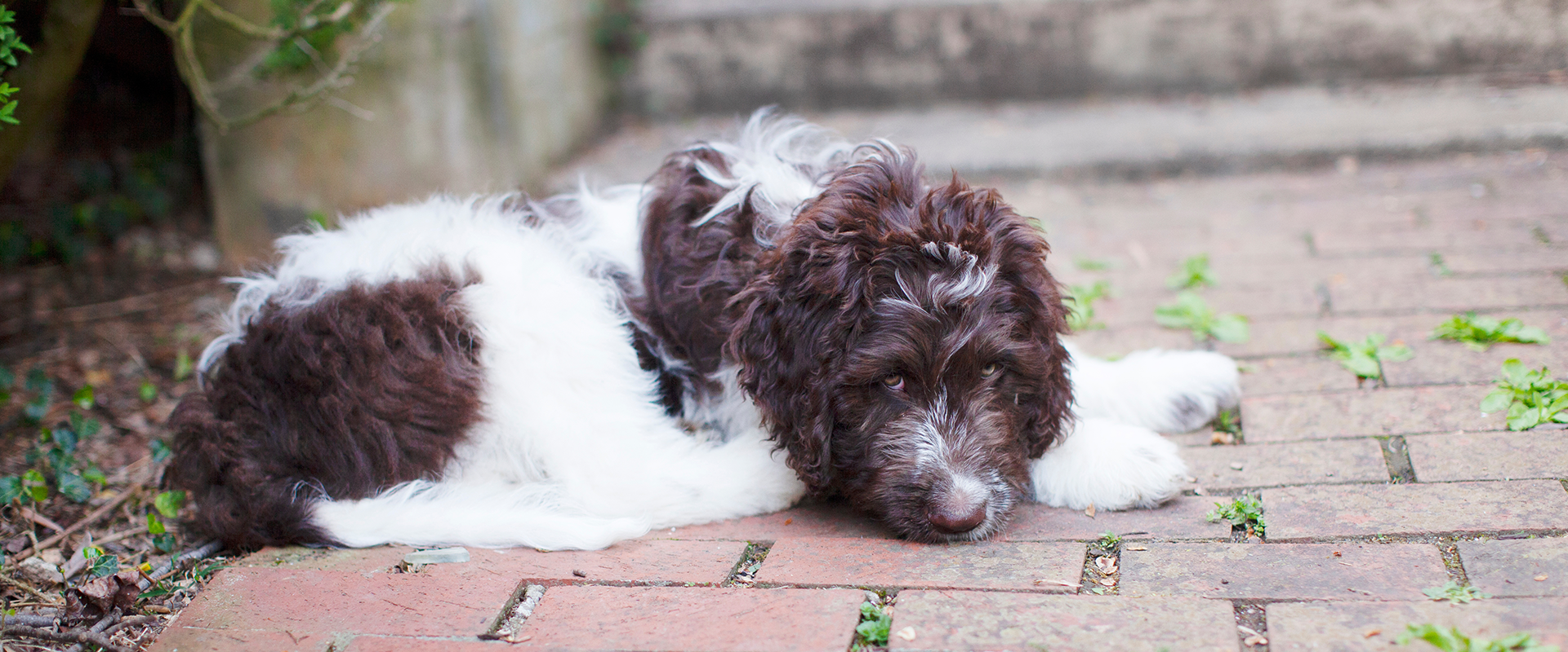 The Newfypoo: Everything You Need to Know | TrustedHousesitters.com