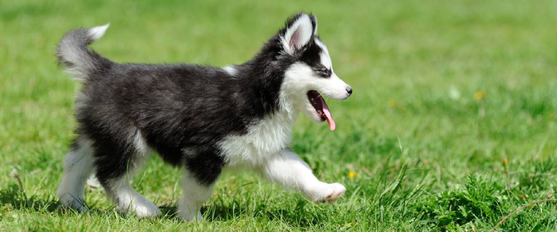 A Guide to Husky Puppies | TrustedHousesitters.com