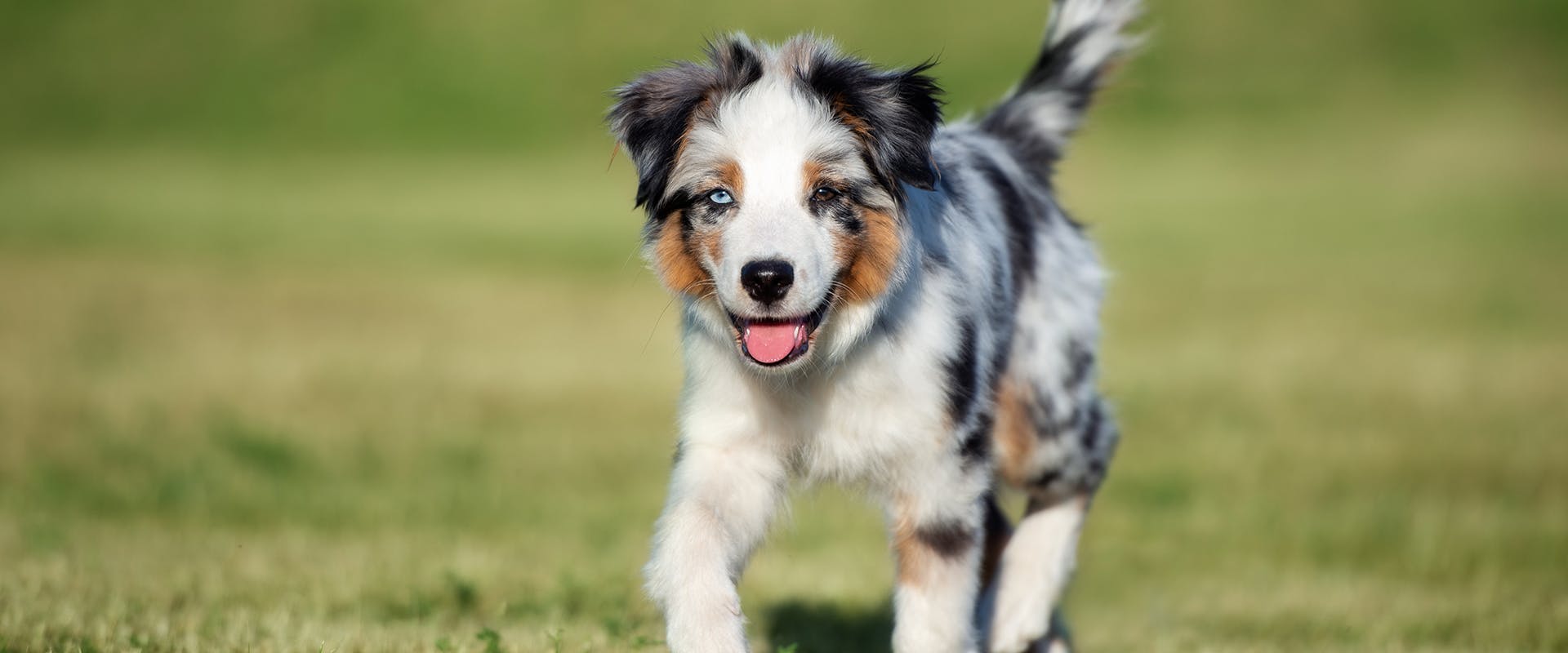 Cute Australian Shepherd Puppies