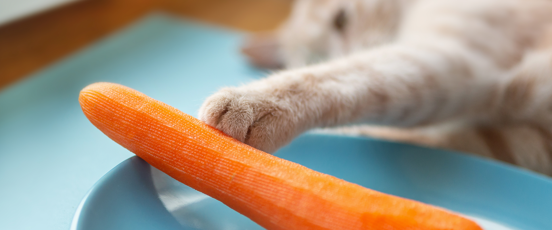 Can Cats Eat Carrots? | TrustedHousesitters.com