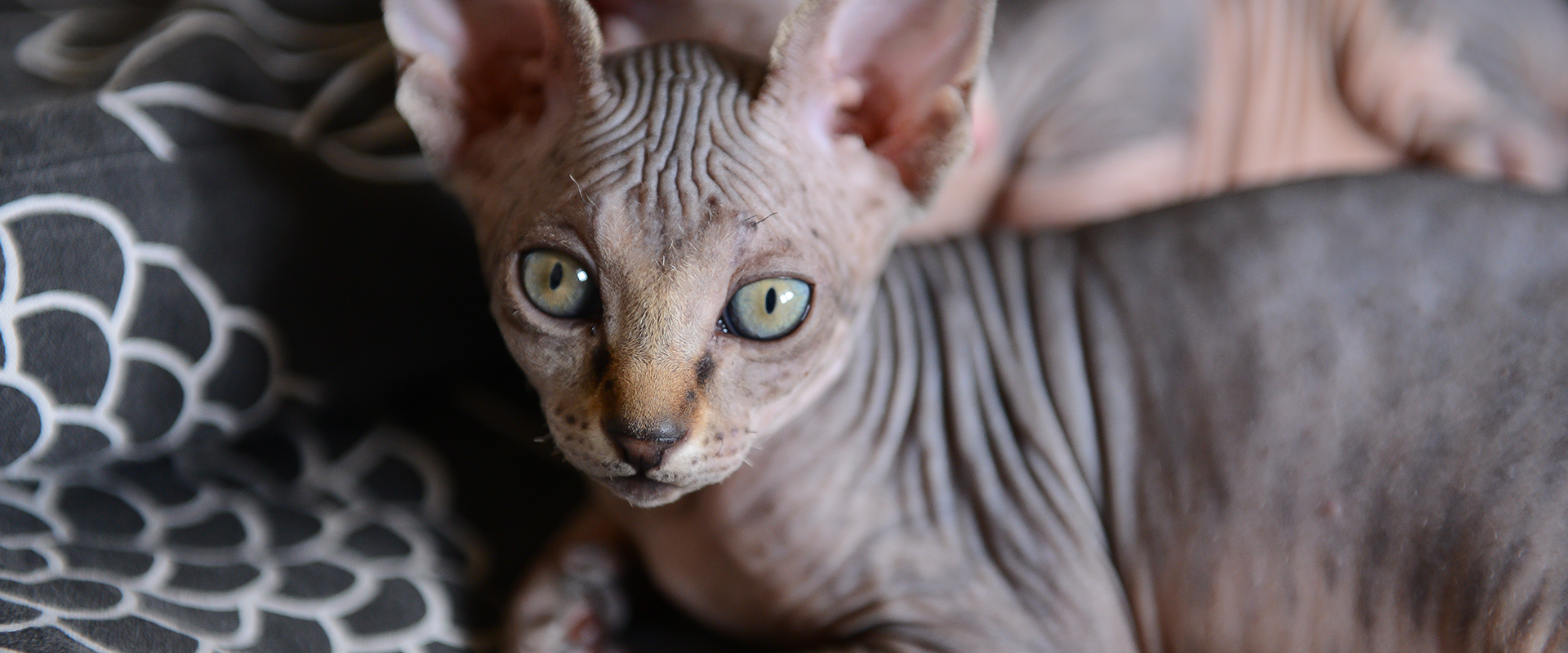 What Are the Friendliest Cat Breeds? | TrustedHousesitters.com