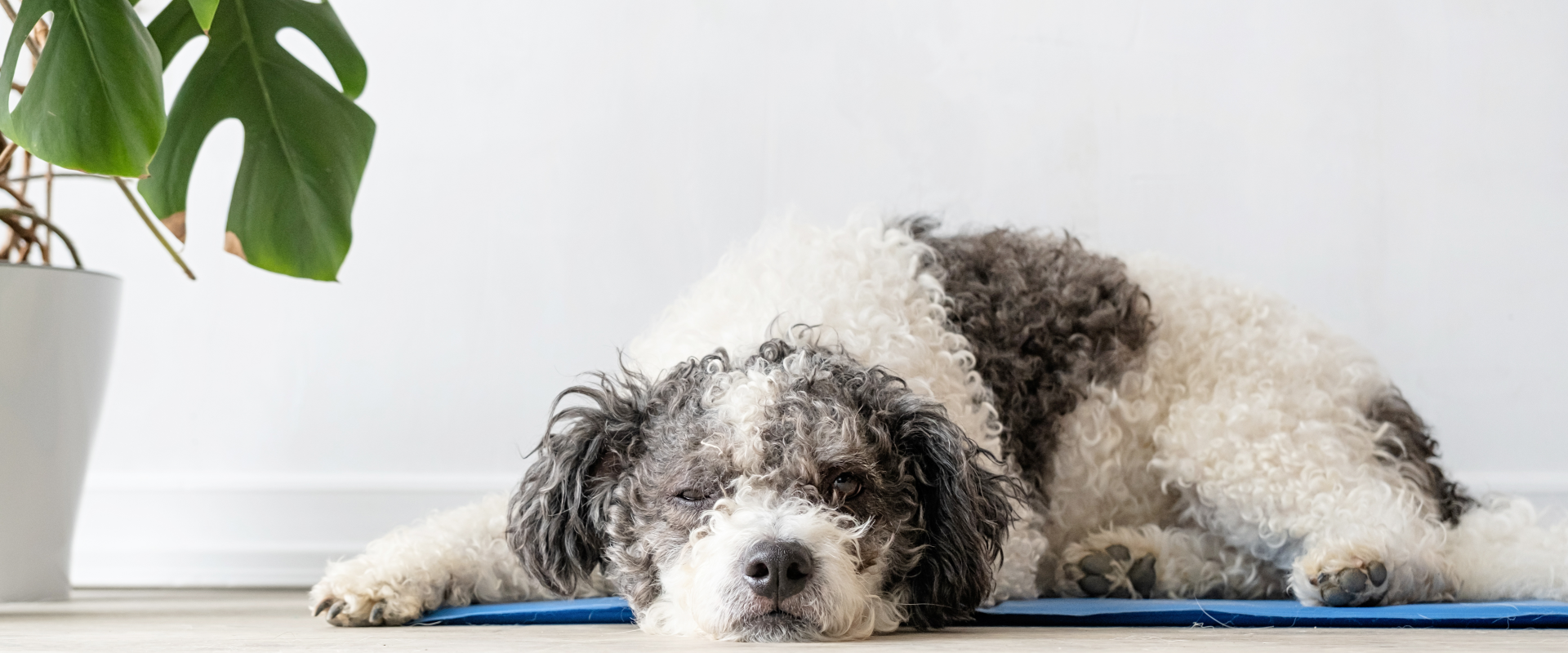 Chillax on These Cooling Mats for Dogs | TrustedHousesitters.com