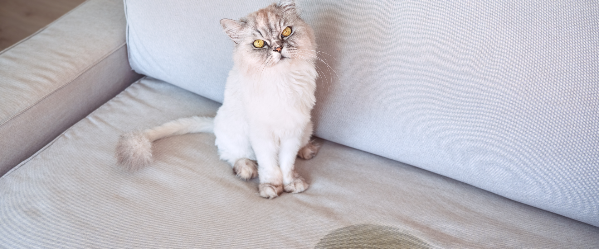 Why is my Cat Peeing Everywhere? | TrustedHousesitters.com