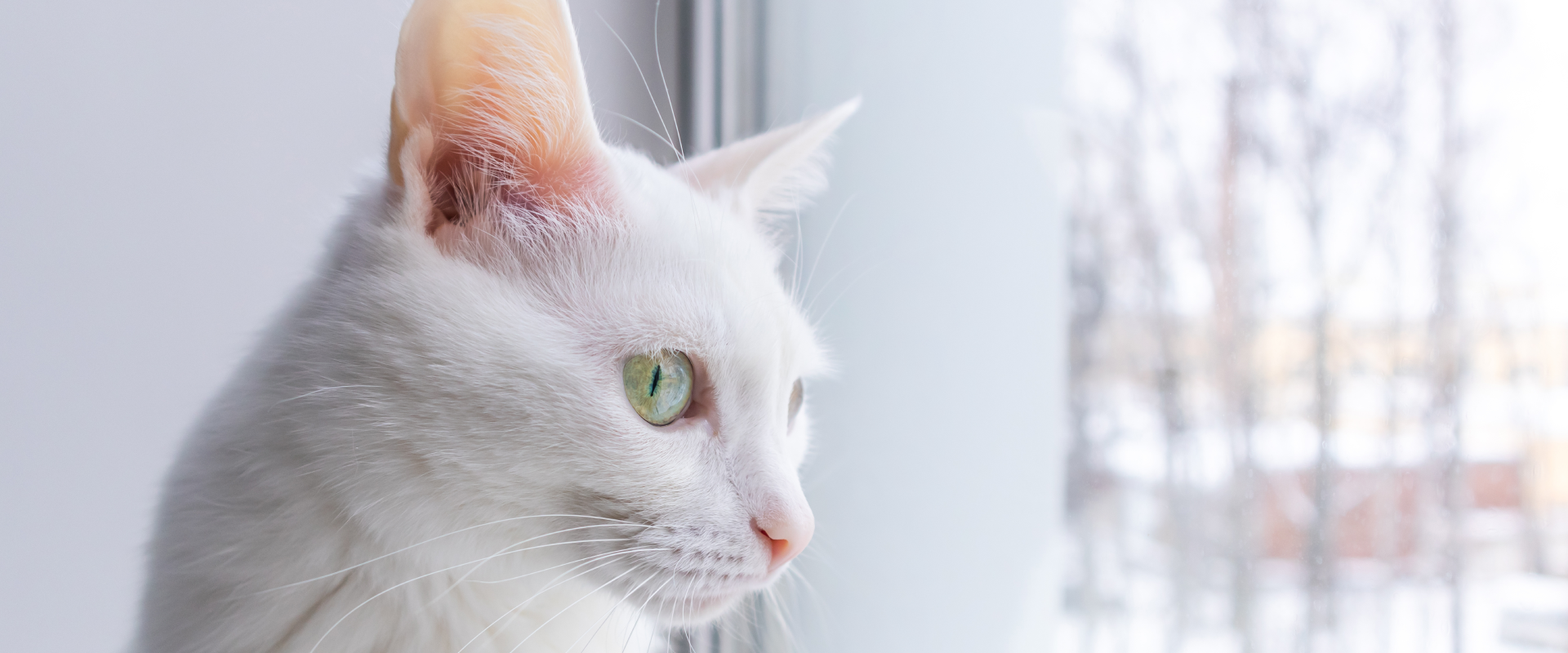 The bright white cat: white cat breeds and fur facts ...