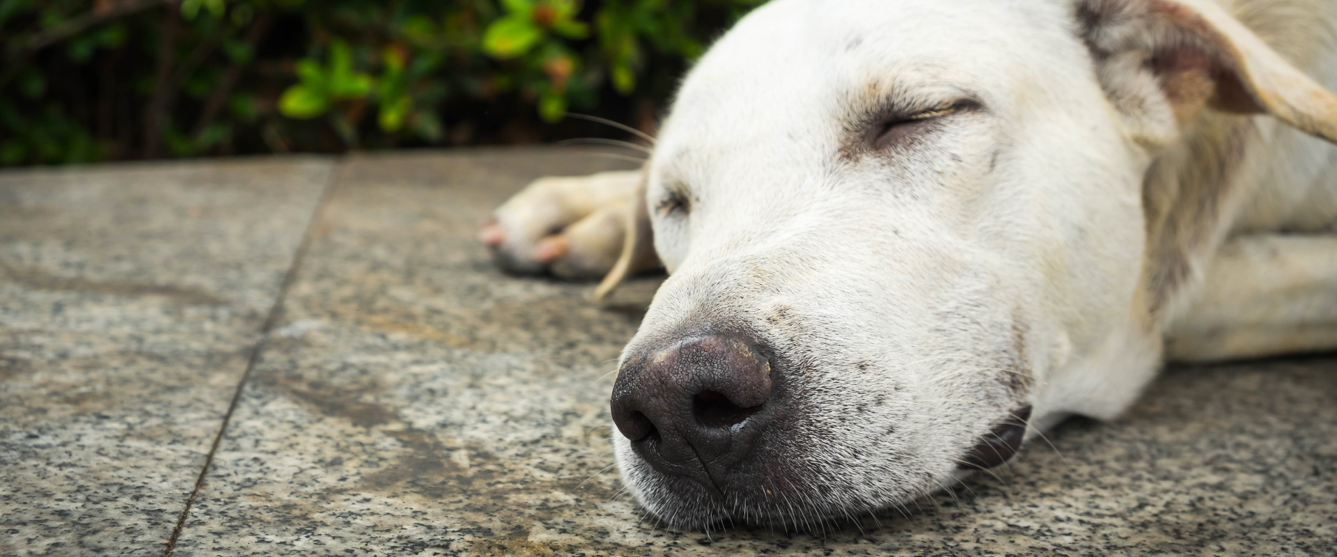 The Noisy World of Dog Snoring | TrustedHousesitters.com
