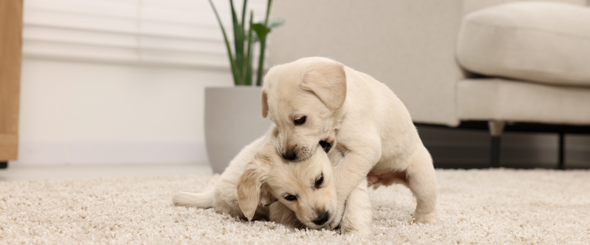 Dog sitting puppies: tips and tricks | TrustedHousesitters.com