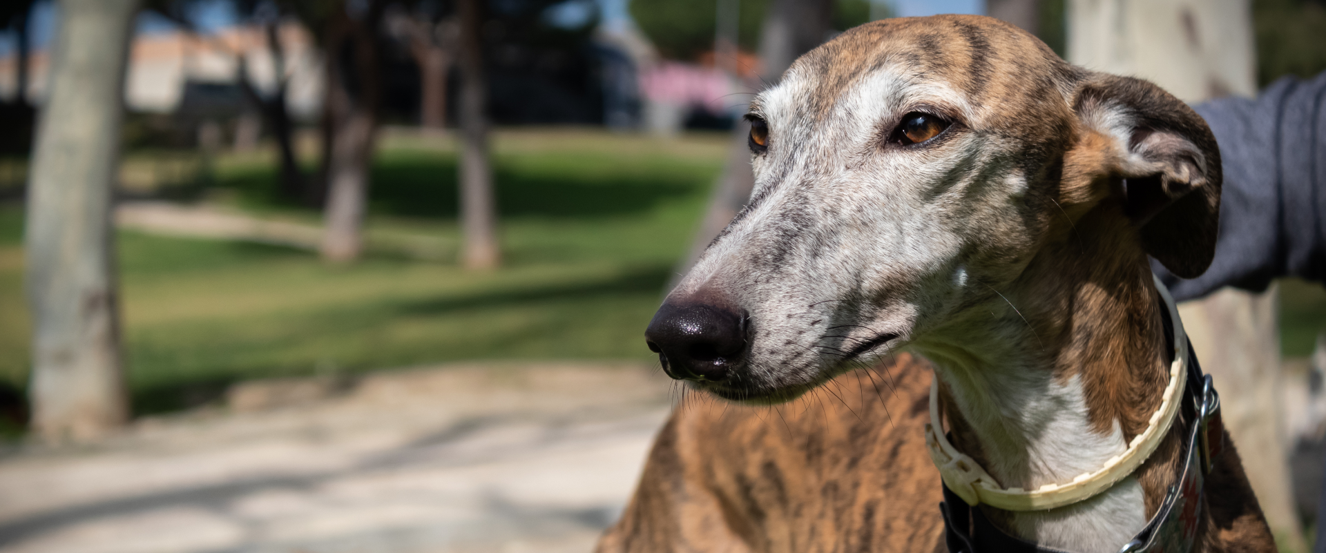 Top 100 Dog Names That Start with T | TrustedHousesitters.com