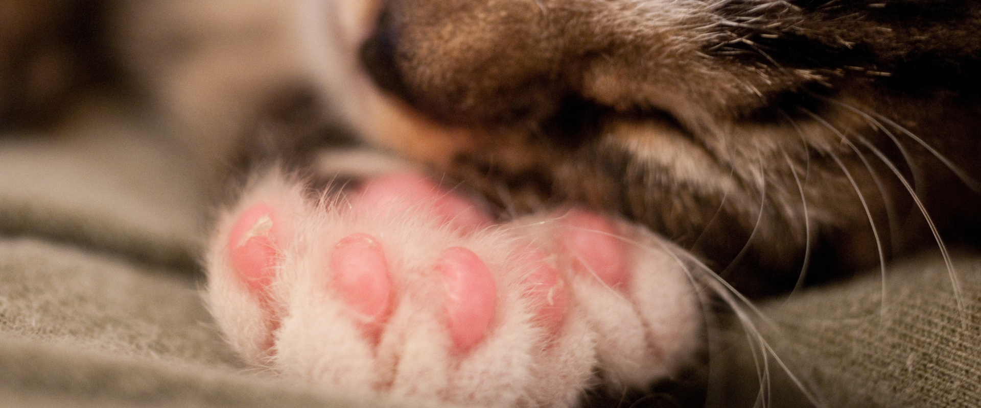 Two too many toes? Polydactyl cat facts | TrustedHousesitters.com