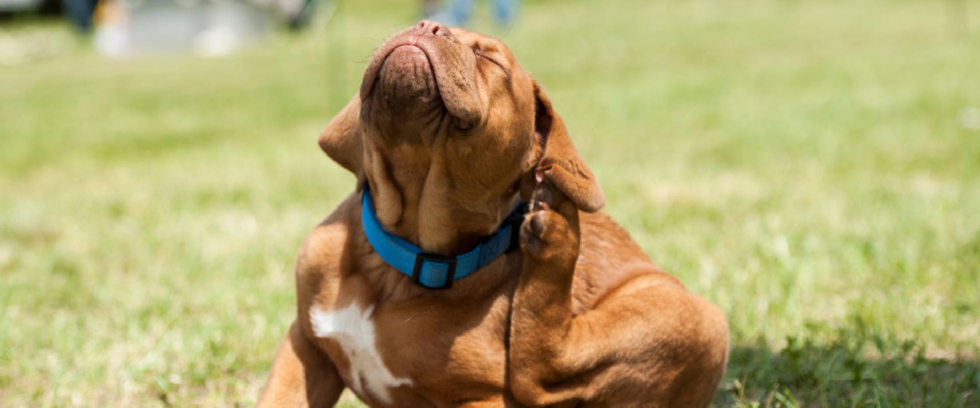 Mange In Dogs | TrustedHousesitters.com