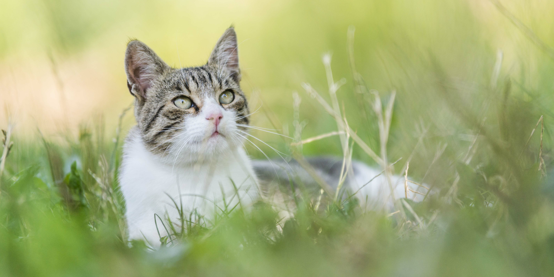 Nifty Nouns: 50+ Cat Names that Start with N | TrustedHousesitters.com