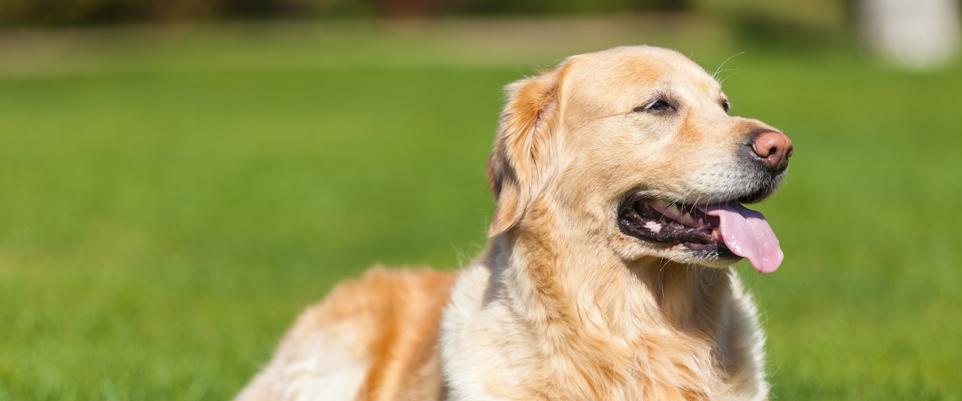 Forget Fido: 115 Fur-tastic Dog Names that Start with F ...
