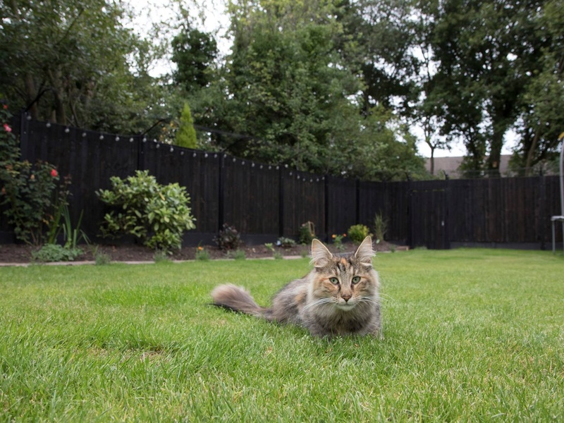 5 Ways to Stop Cats Escaping from the Garden | TrustedHousesitters.com