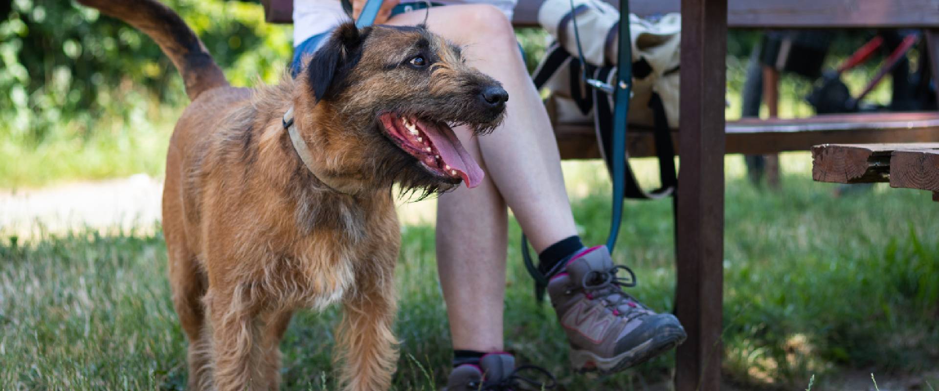 Dog-Friendly Bars Seattle | TrustedHousesitters.com