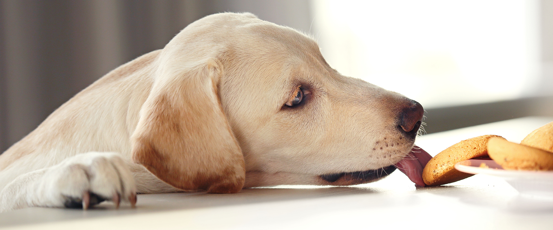 4 Tasty Peanut Butter Dog Treat Recipes | TrustedHousesitters.com