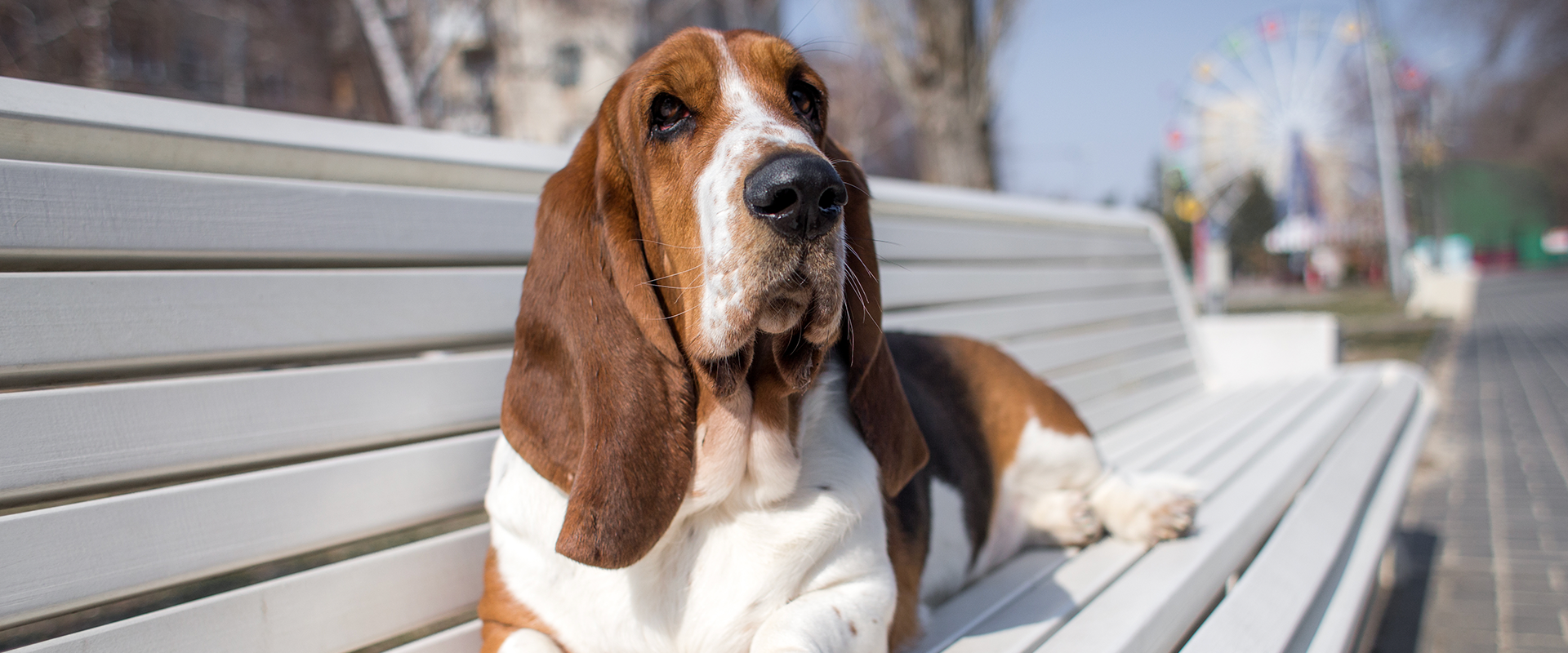 Everything You Need to Know About Basset Hound Puppies ...