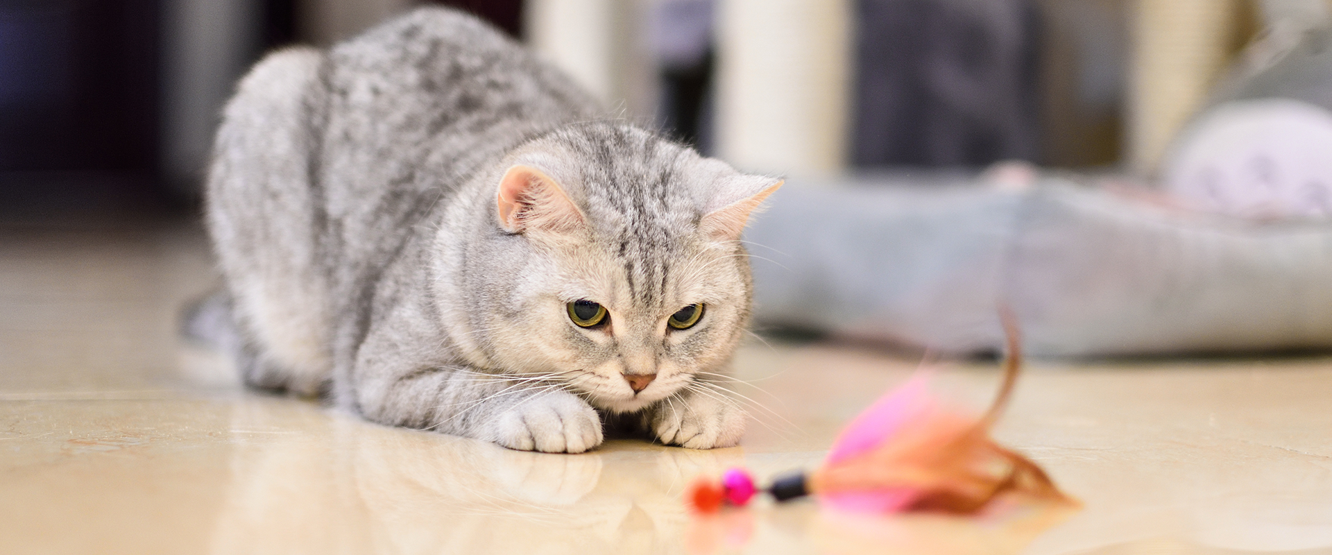 Best Cat Toys for Indoor Cats | TrustedHousesitters.com