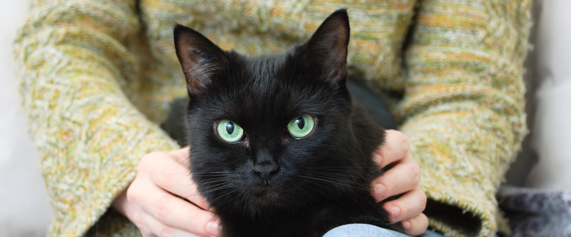To scruff or not to scruff? How to hold a cat | TrustedHousesitters.com