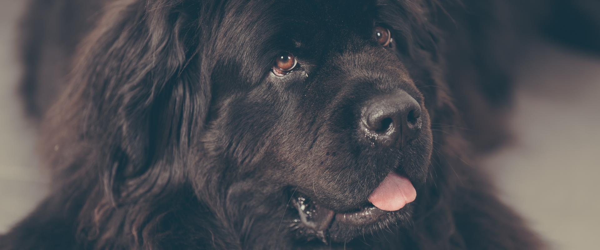 Lazy dog breeds: the top 15 couch potato pooches | TrustedHousesitters.com