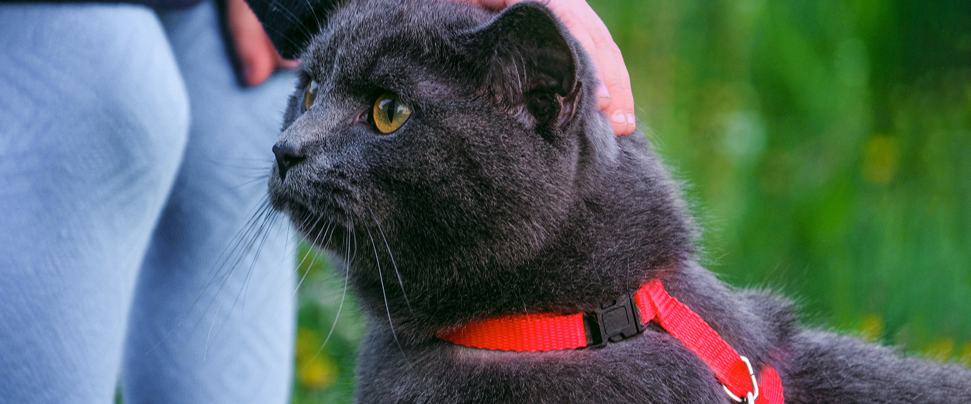Best Cat Harnesses of 2023 | TrustedHousesitters.com