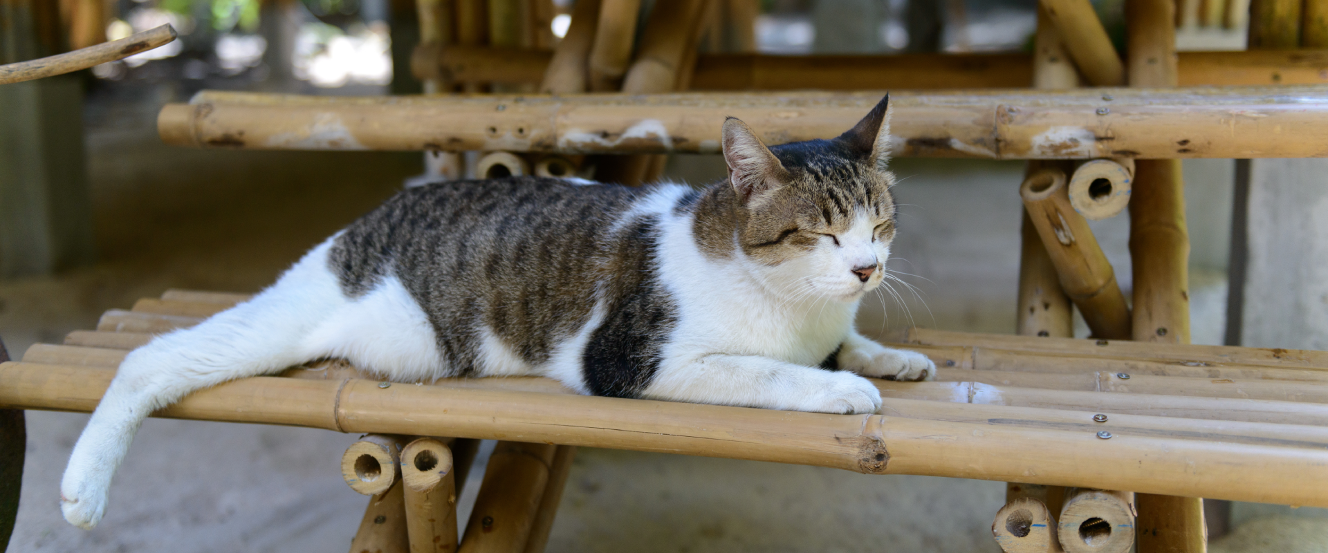 What is a Cat Primordial Pouch? | TrustedHousesitters.com