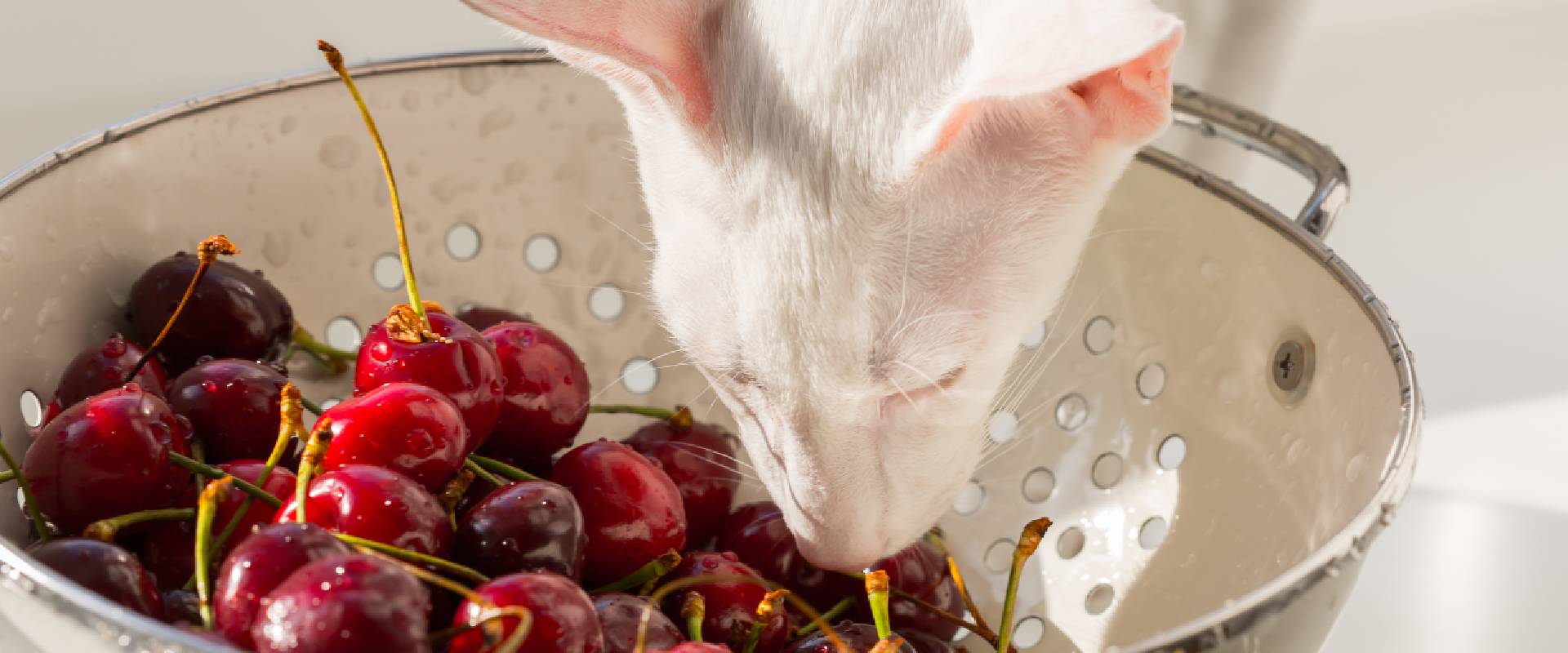 Can Cats Eat Cherries? | TrustedHousesitters.com