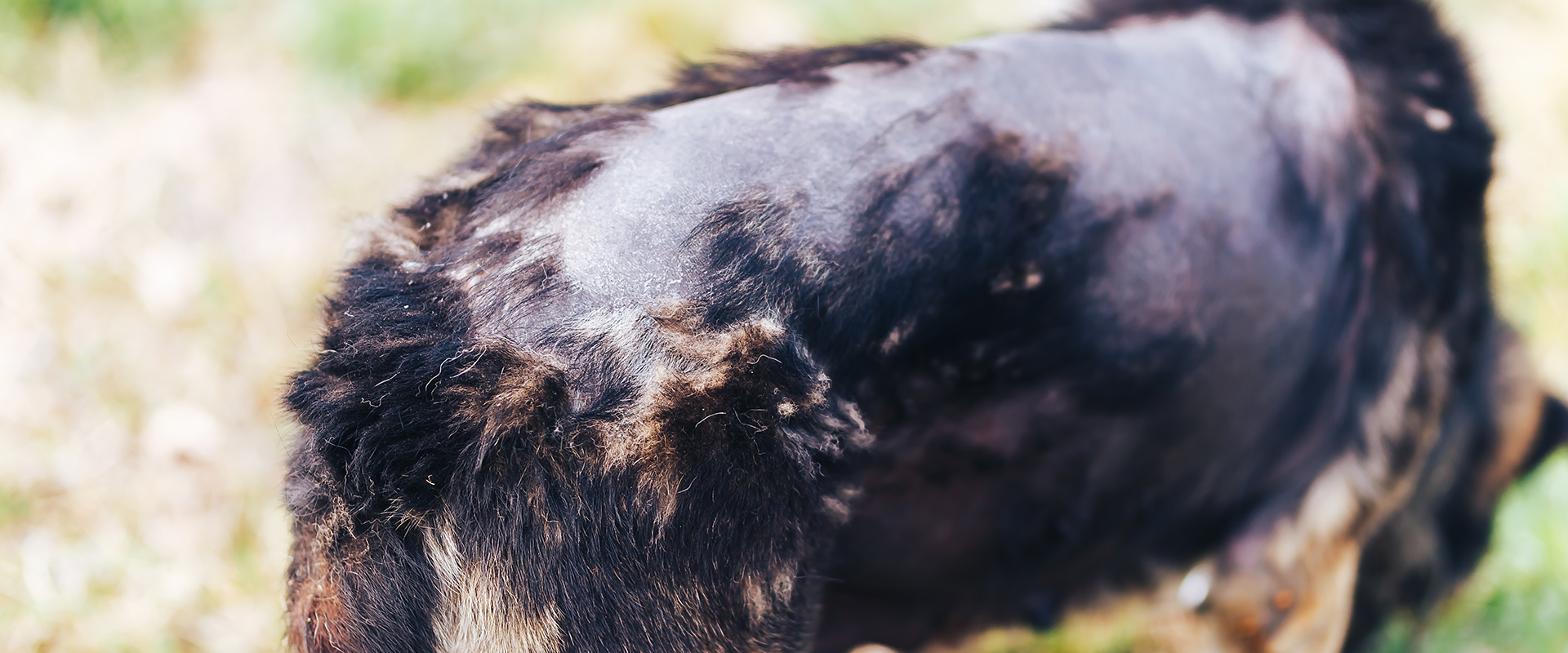 Dog Hair Loss: Causes, Symptoms, Treatments | TrustedHousesitters.com