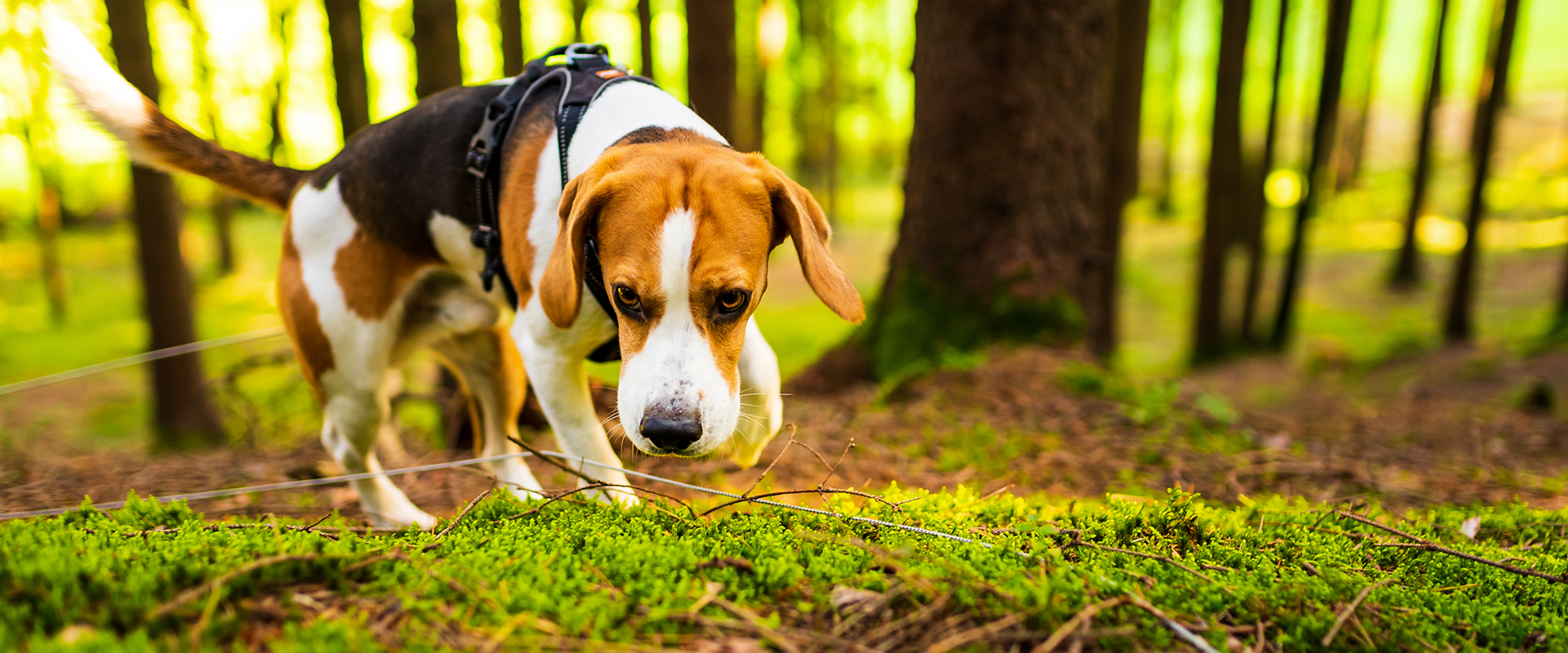 Is Rhubarb Poisonous to Dogs? | TrustedHousesitters.com